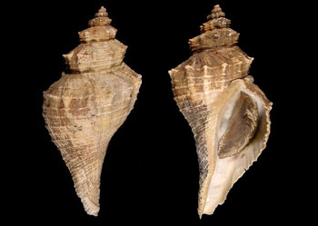 蛾螺总科 Buccinacea 蓝色动物学（中国动物学科普）